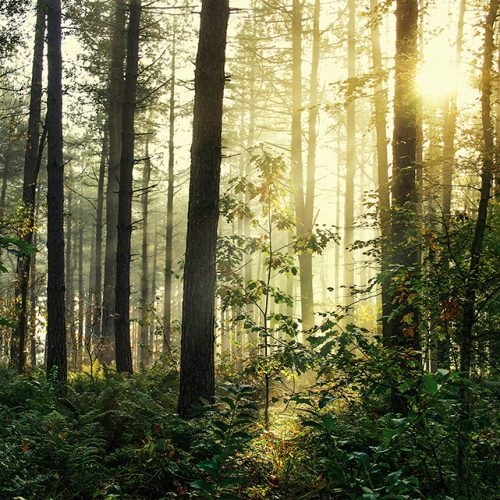 YSN – Your Success Now